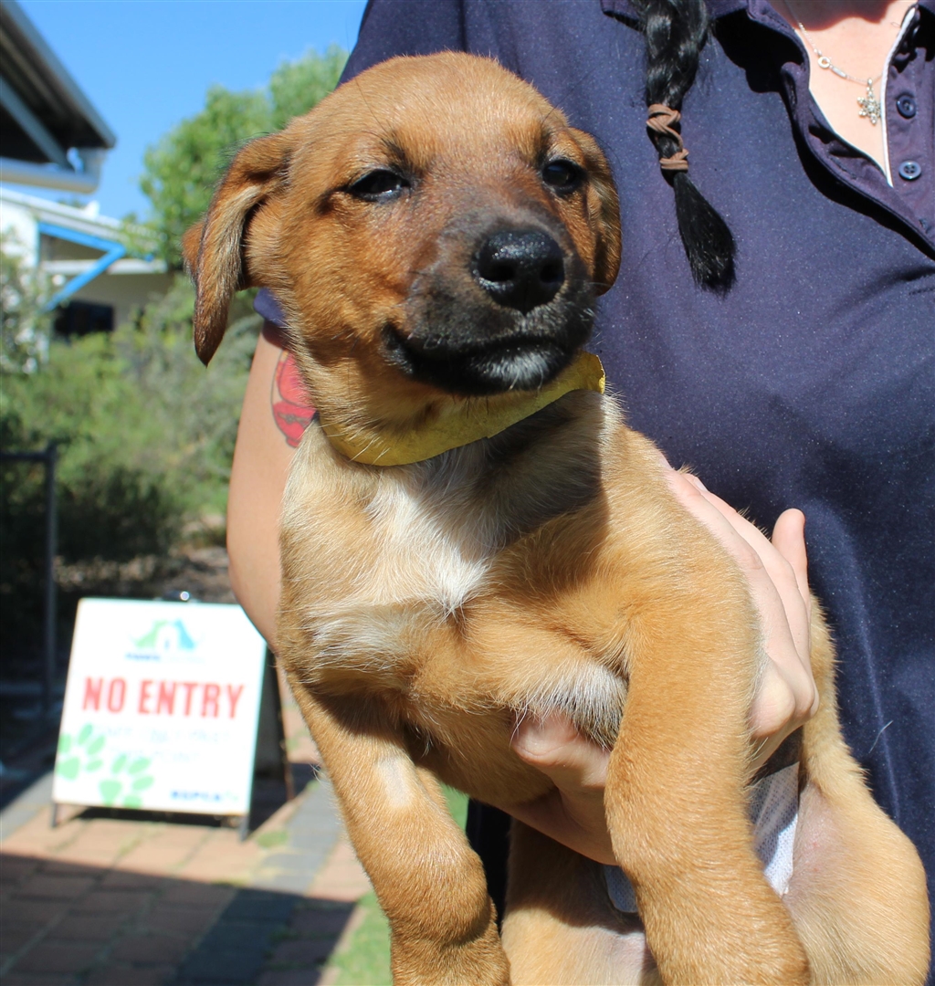 Clara - Large Female Kelpie x Red Heeler Mix Dog in WA - PetRescue