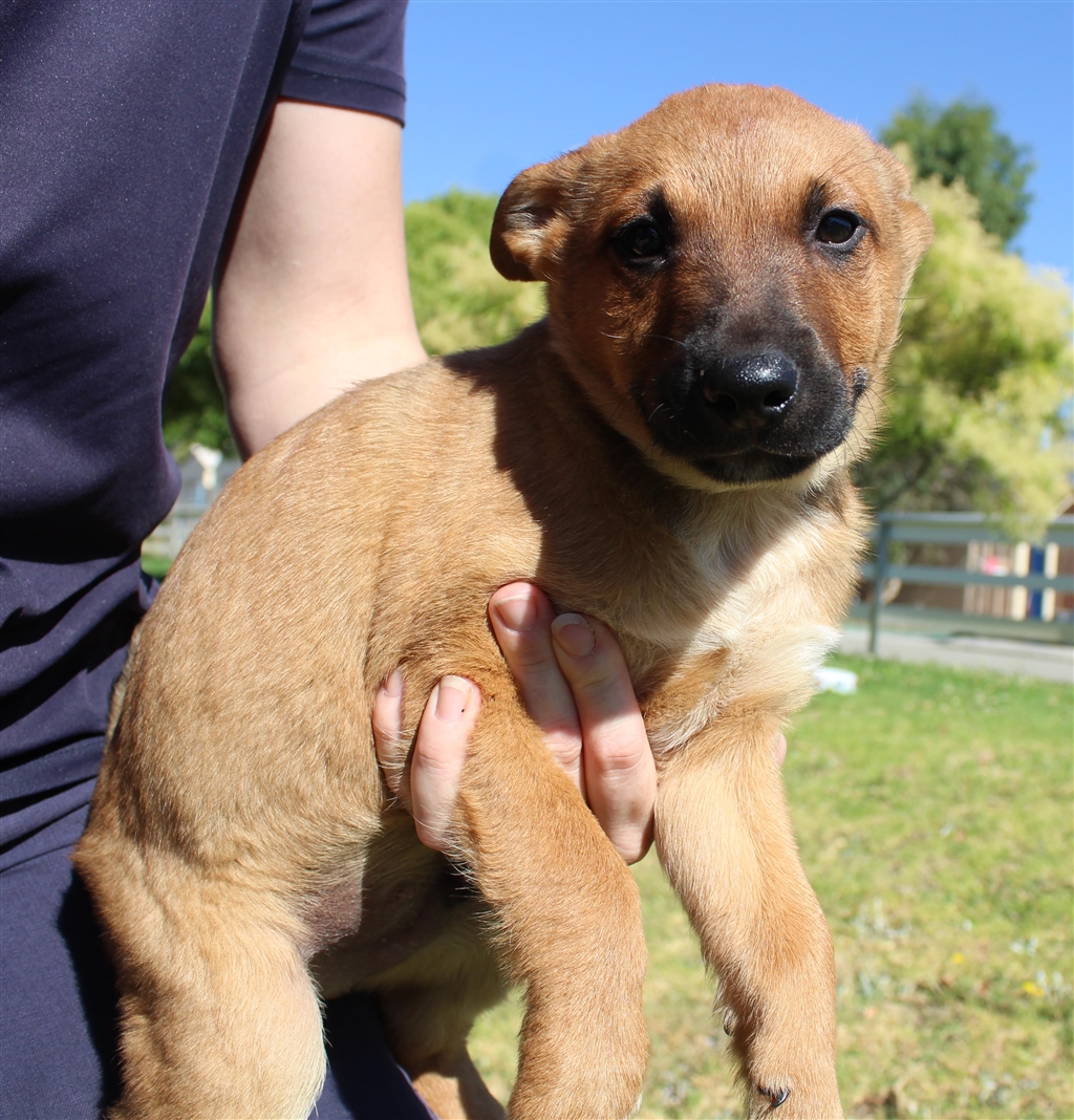 Colin - Large Male Kelpie x Red Heeler Mix Dog in WA - PetRescue