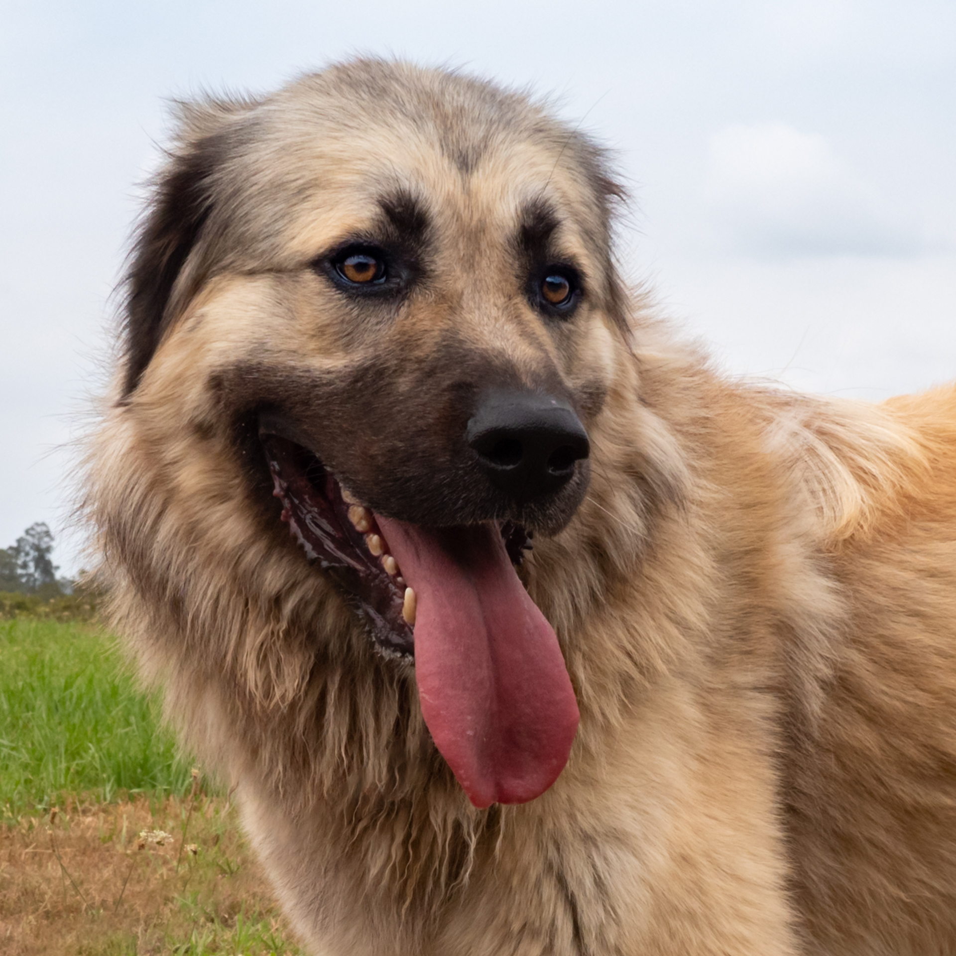 Medo - Large Male Sarplaninac Dog in NSW - PetRescue