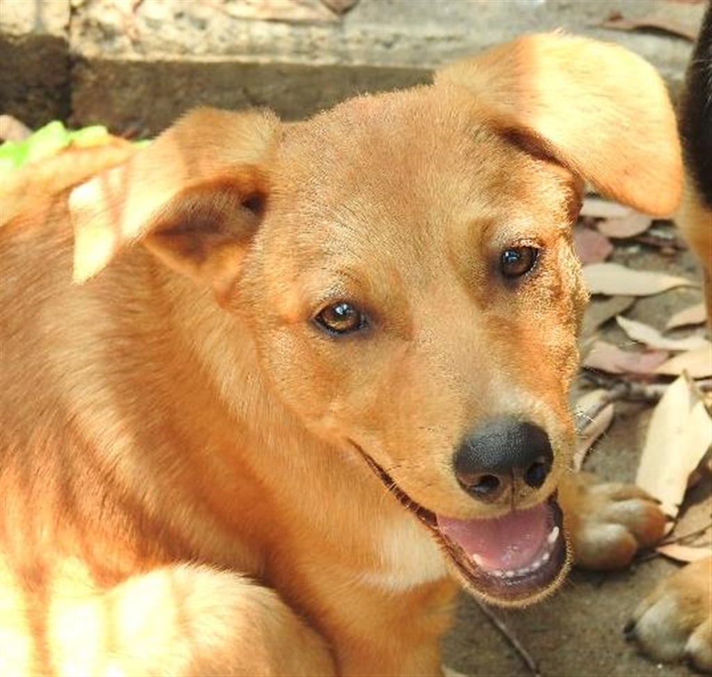 Clyde - Medium Male Australian Cattle Dog x Kelpie Mix Dog in QLD ...