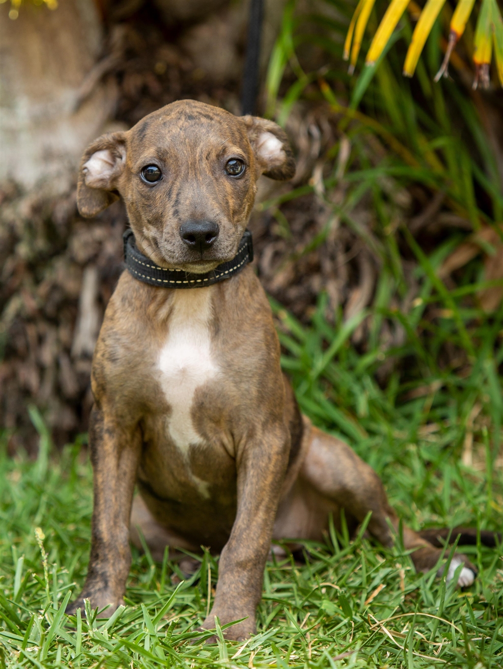 Haylee - Small Female Australian Koolie Mix Dog in QLD - PetRescue