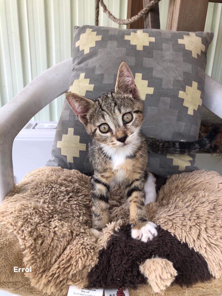 Errol - Male Domestic Short Hair Cat in QLD - PetRescue