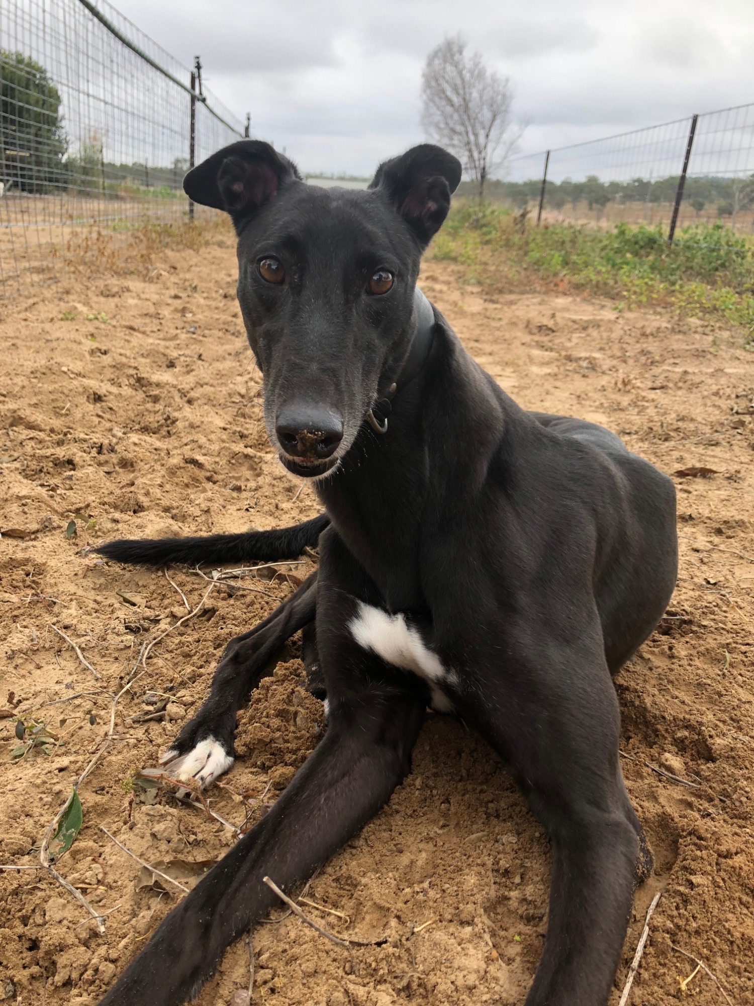 Magic - Large Female Greyhound Dog in QLD - PetRescue