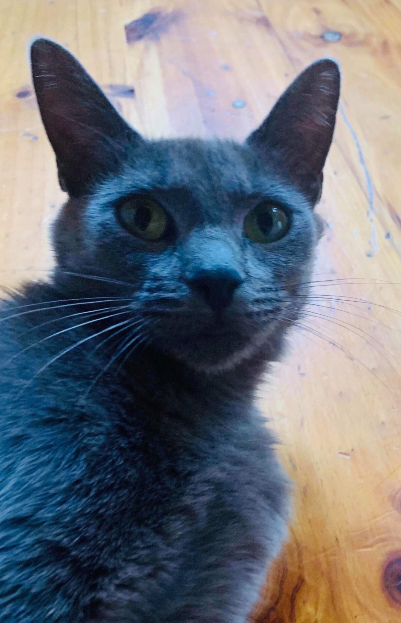 Rory - Female Russian Blue Cat in VIC - PetRescue