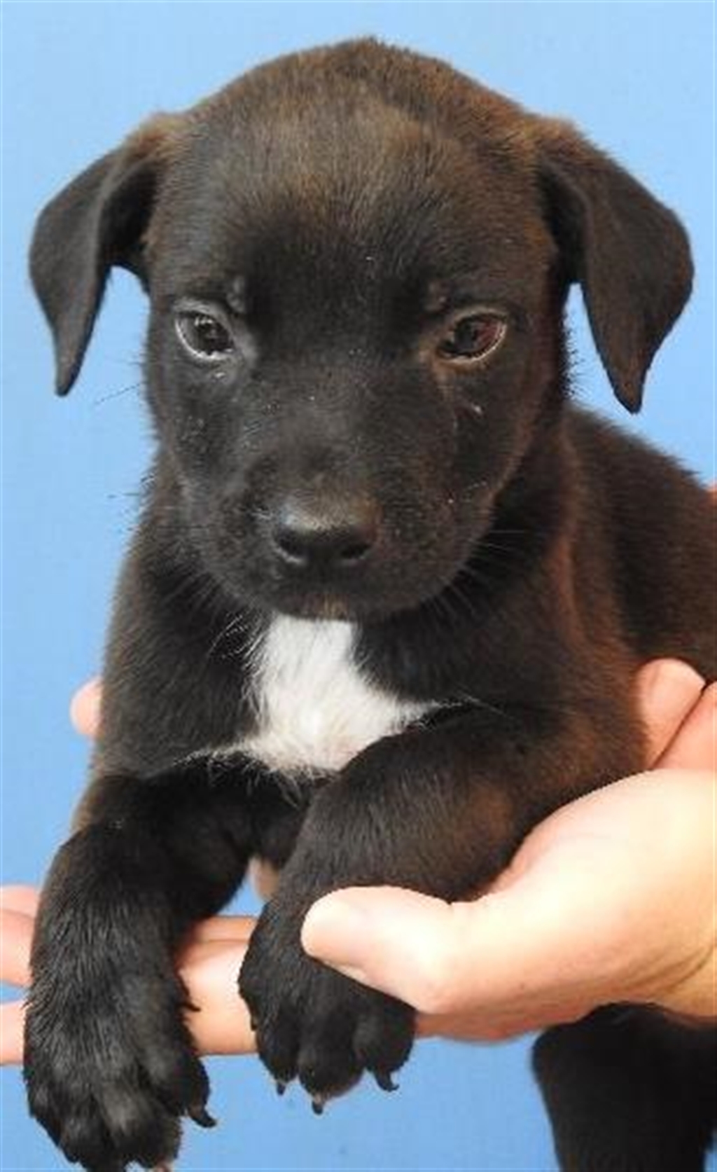 Brock - Medium Male Border Collie x American Staffordshire Bull Terrier ...