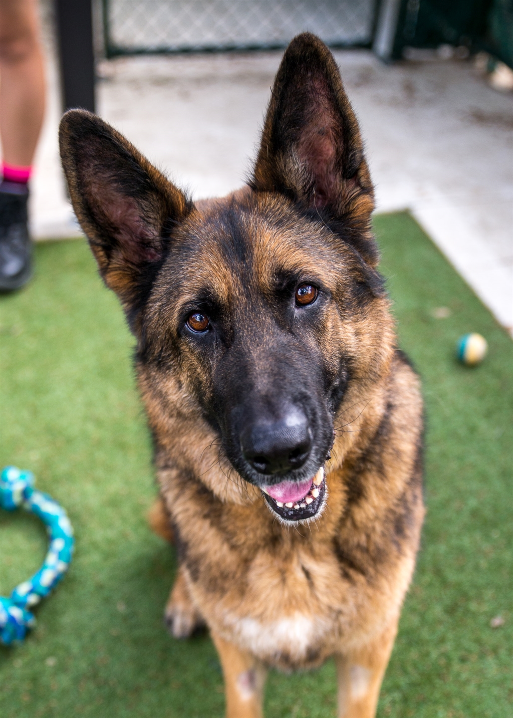 Arni - Large Male German Shepherd Mix Dog in NSW - PetRescue