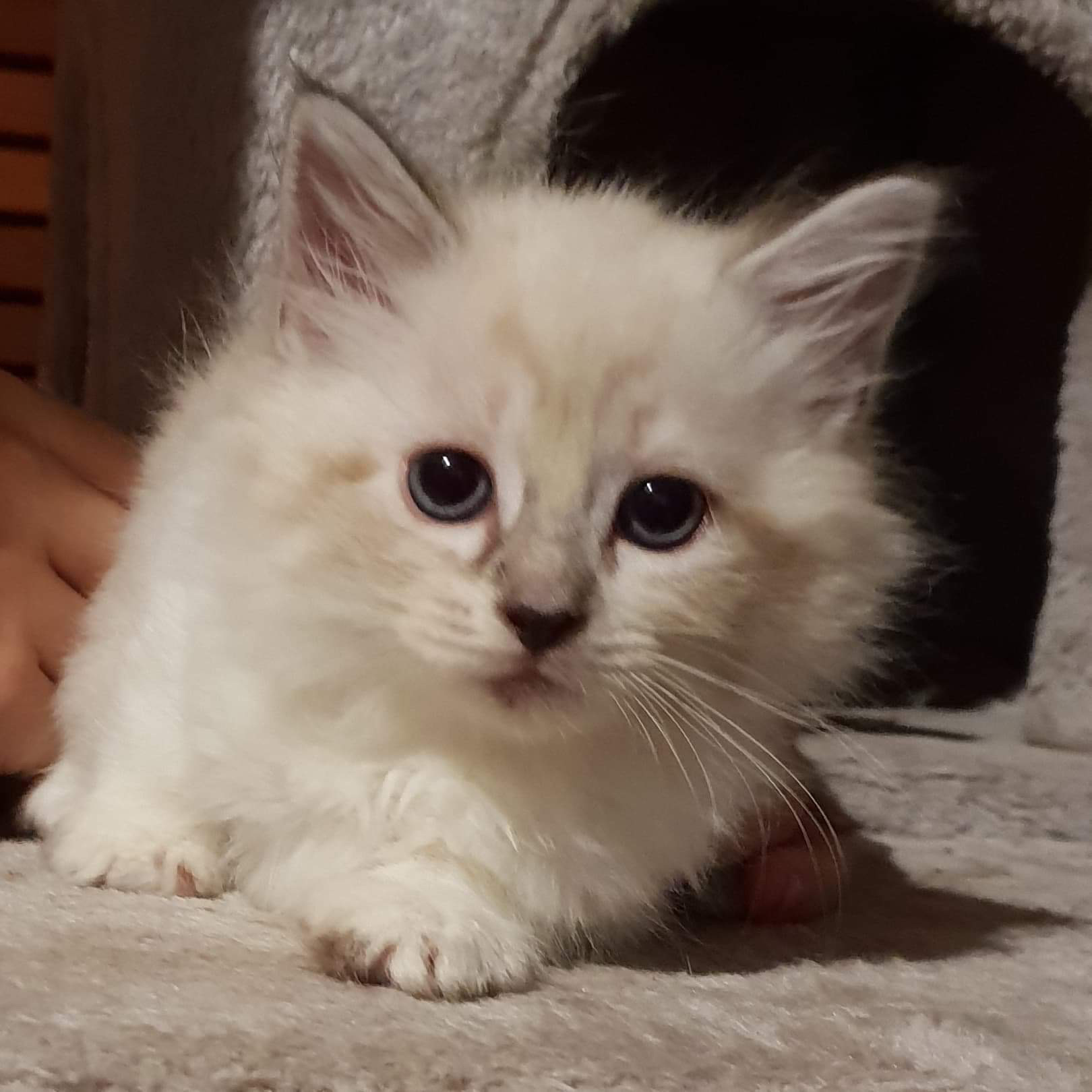 Violet - Female Ragdoll Mix Cat in NSW - PetRescue