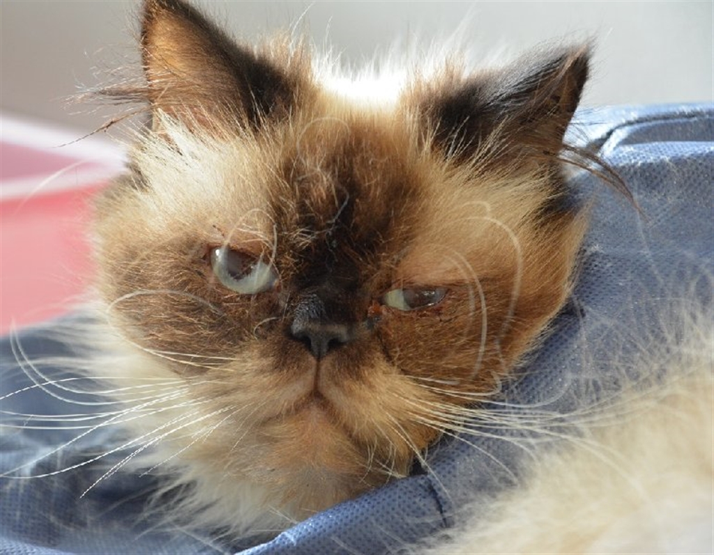 Kimano - Female Himalayan Mix Cat in QLD - PetRescue