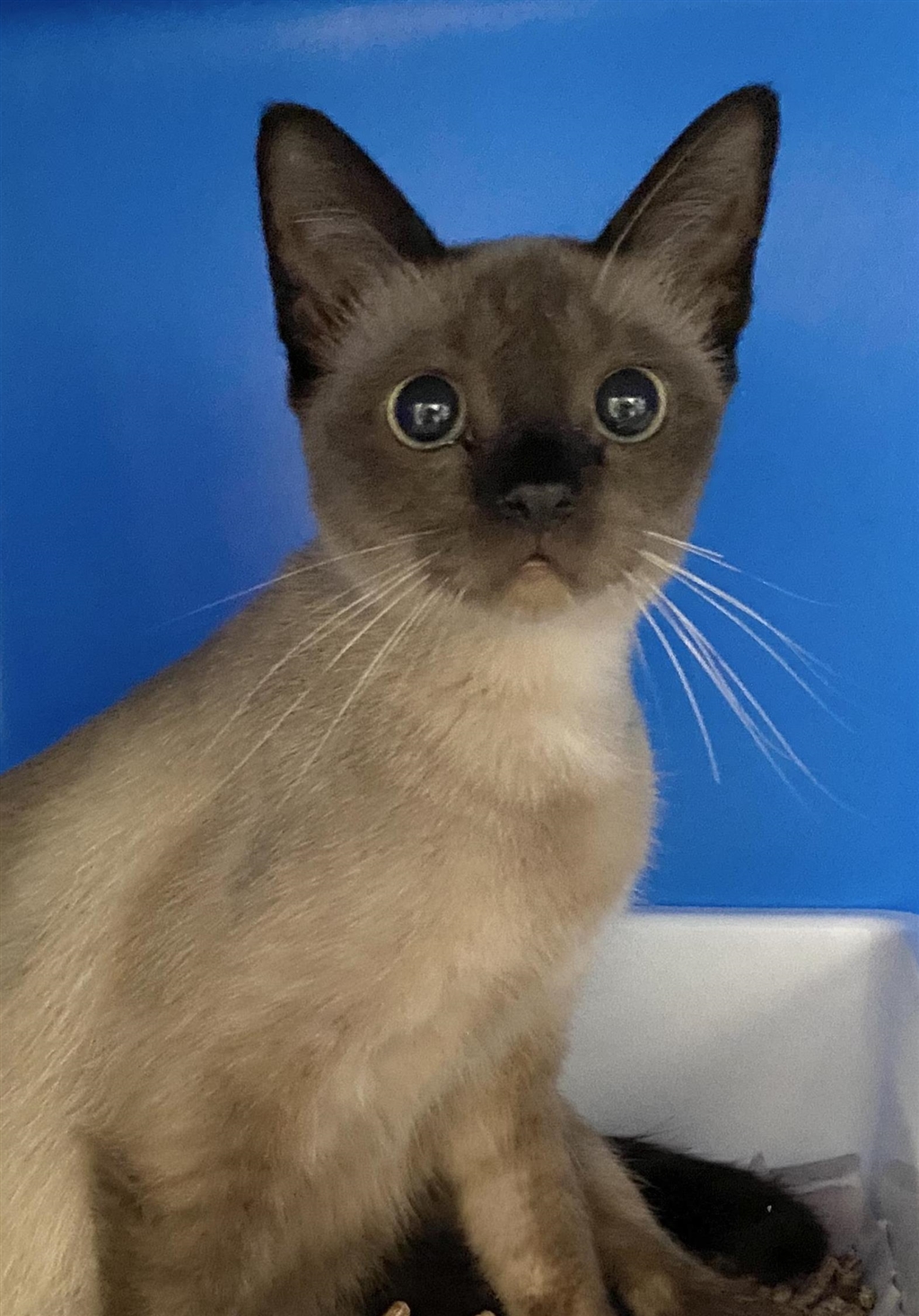 Choco - Female Layanese Mix Cat in QLD - PetRescue