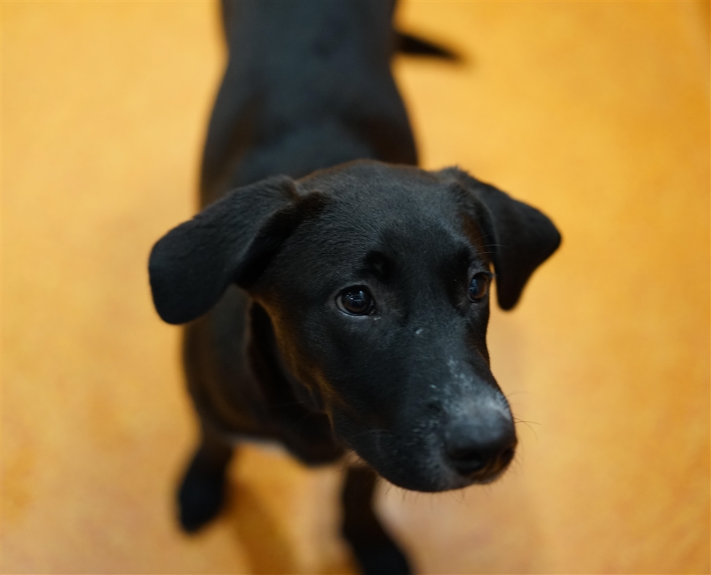 Shelby - Medium Male Australian Cattle Dog x Labrador Retriever Mix Dog ...
