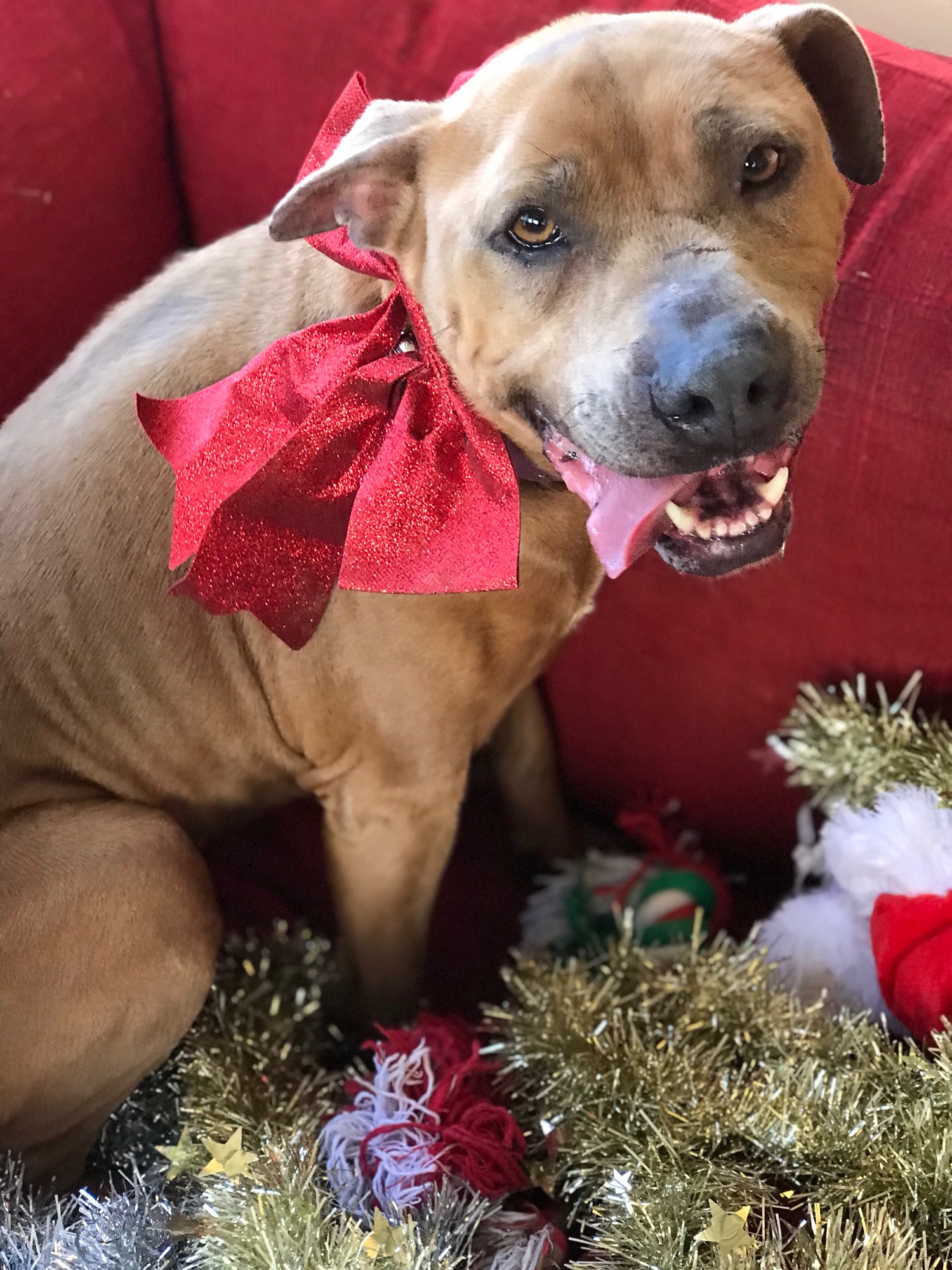 Angel - Medium Female Staffy Dog in NSW - PetRescue