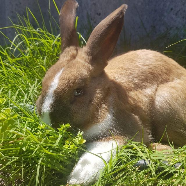 Vienna - Female Bunny Rabbit in WA - PetRescue