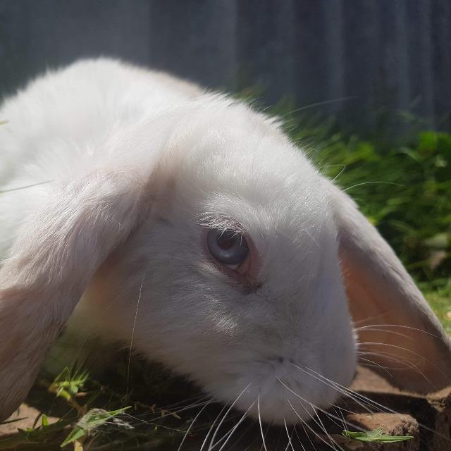 Milly - Female Bunny Rabbit in WA - PetRescue