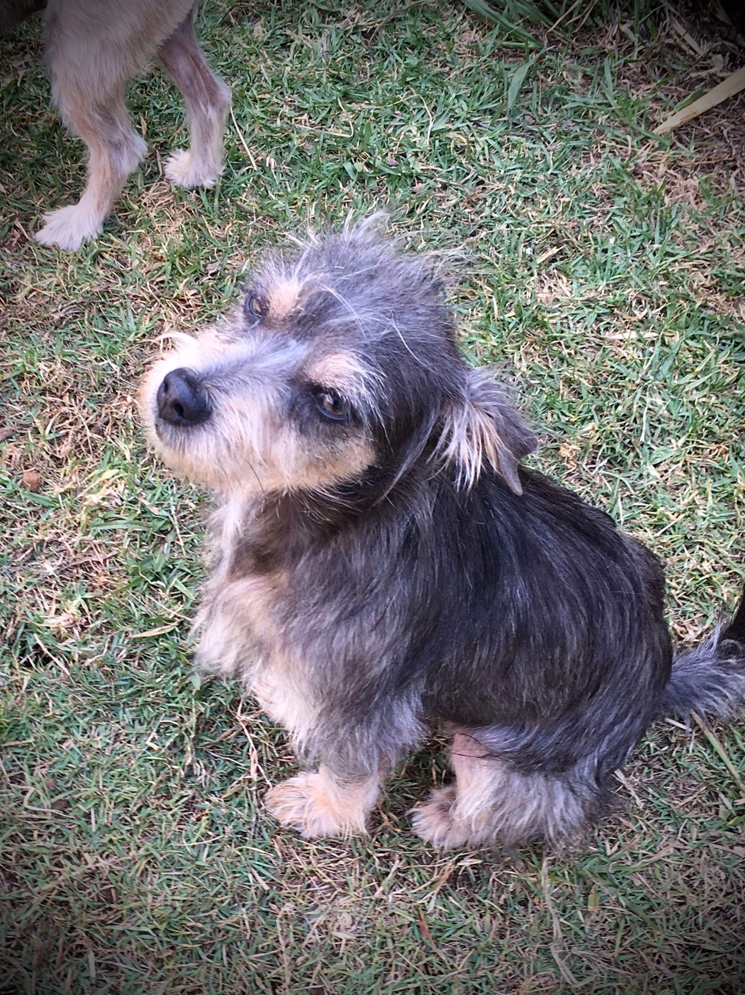 Frankie 🍖 - Small Male Australian terrier x Shih Tzu Mix Dog in NSW ...