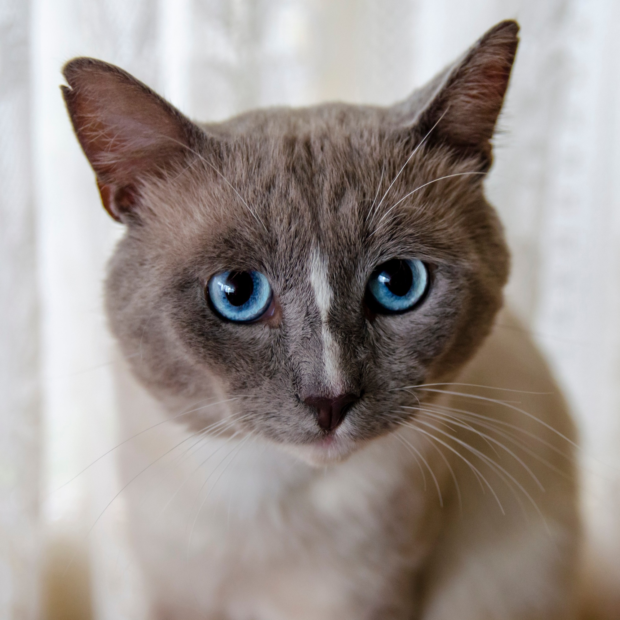 Frankie - Male Birman Mix Cat in QLD - PetRescue
