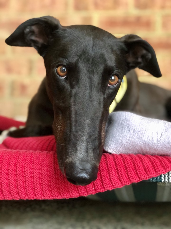 Isaac - Large Male Greyhound Dog in NSW - PetRescue