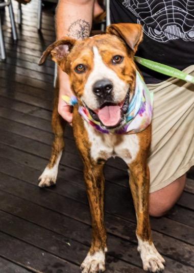Benji - Medium Male Mixed Breed Dog in NT - PetRescue