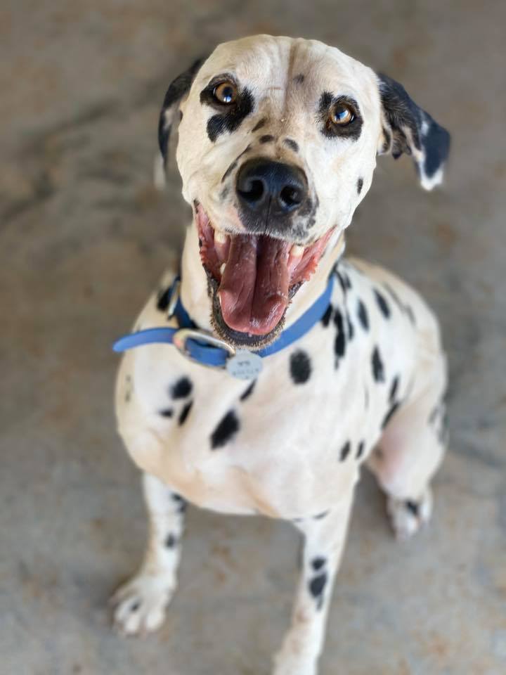 Jax - Large Male Dalmatian Dog in SA - PetRescue