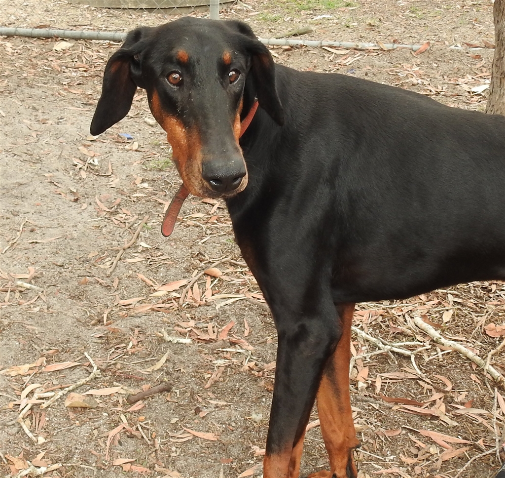 Jet - Large Male Doberman Dog in QLD - PetRescue