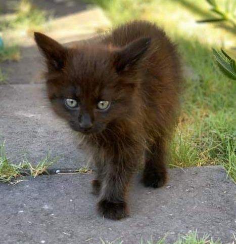 Boofa - Male Domestic Medium Hair Cat in WA - PetRescue