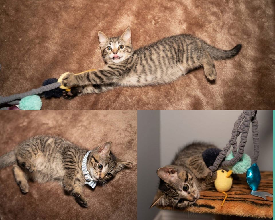 1737 - Lolli - Female Domestic Short Hair Cat in WA - PetRescue