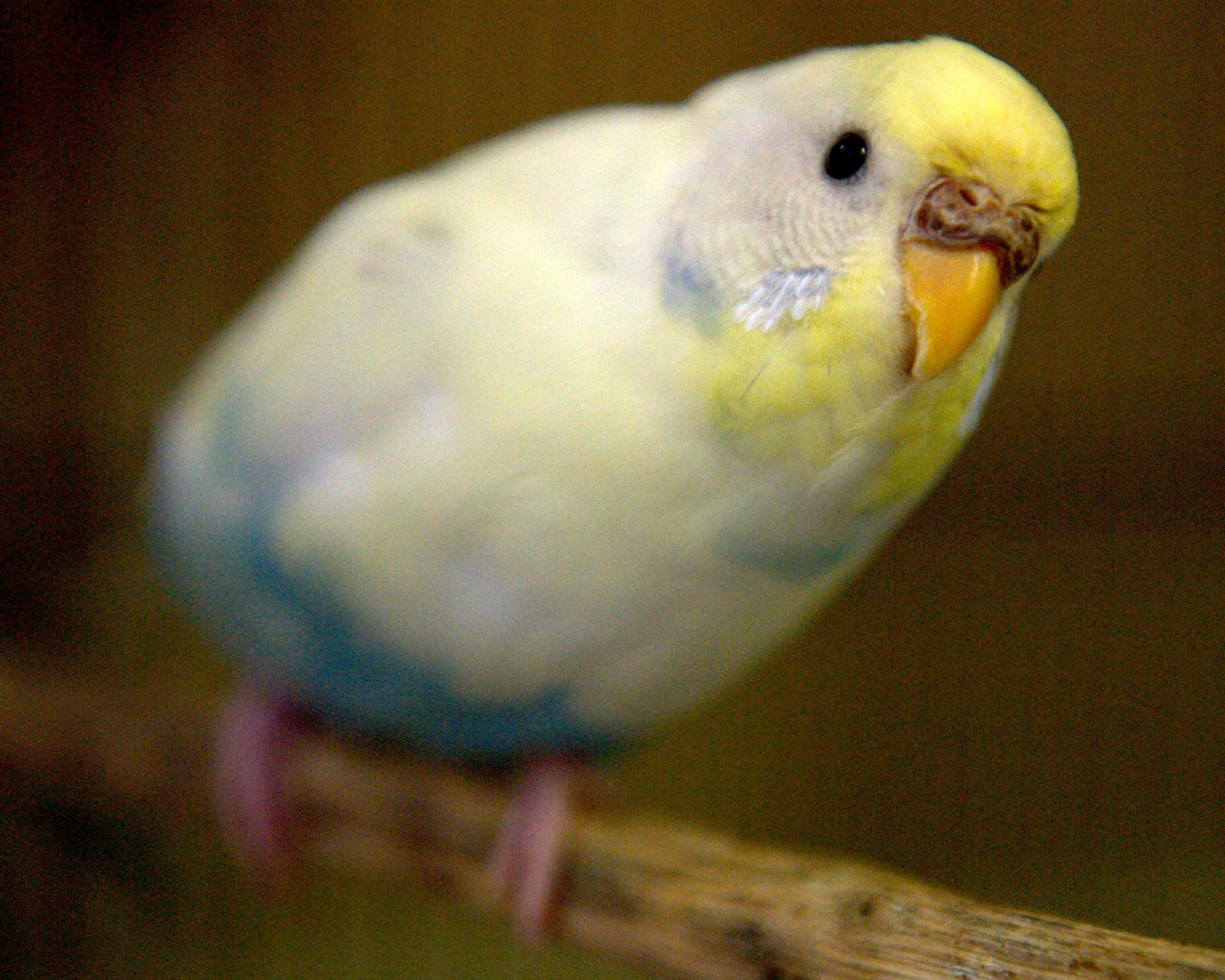 Sunny and Aries - Male Bird in NSW - PetRescue