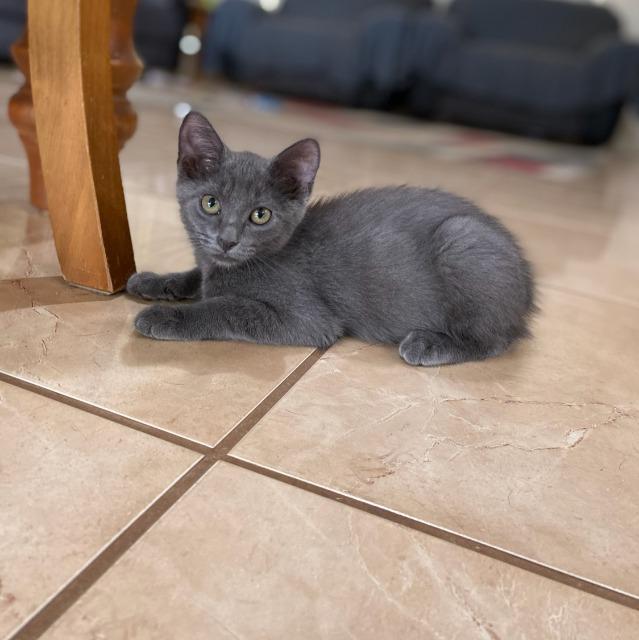 Yasmin - Female Domestic Short Hair Cat in WA - PetRescue