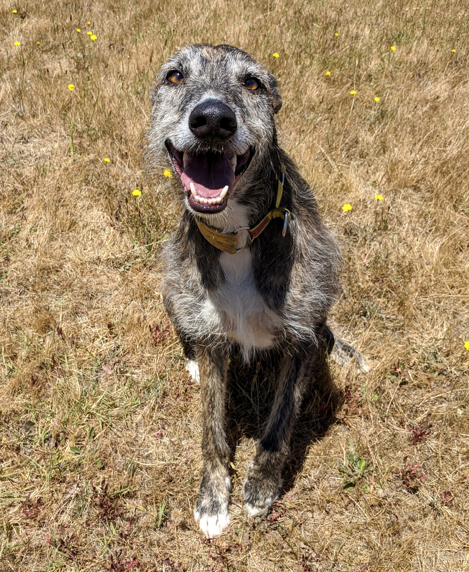 Floyd - Large Male Staghound Mix Dog in VIC - PetRescue