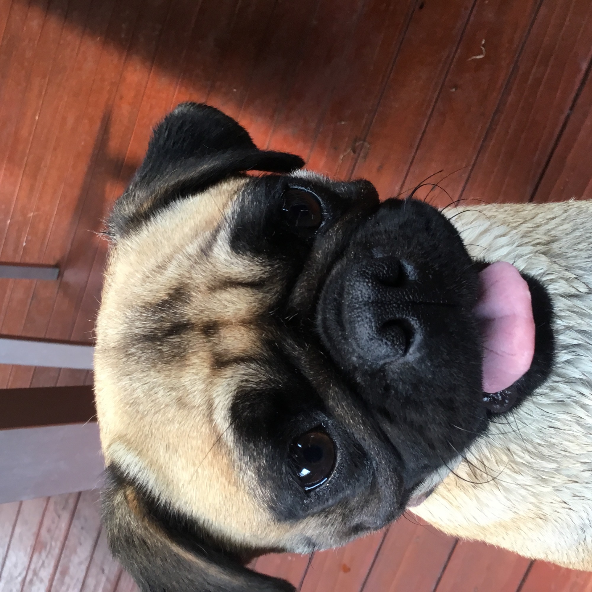 Lola - Small Female Pug Dog in NSW - PetRescue