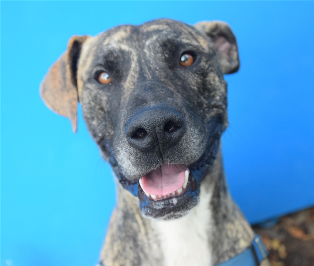 Focus - Large Male Lurcher Mix Dog in QLD - PetRescue
