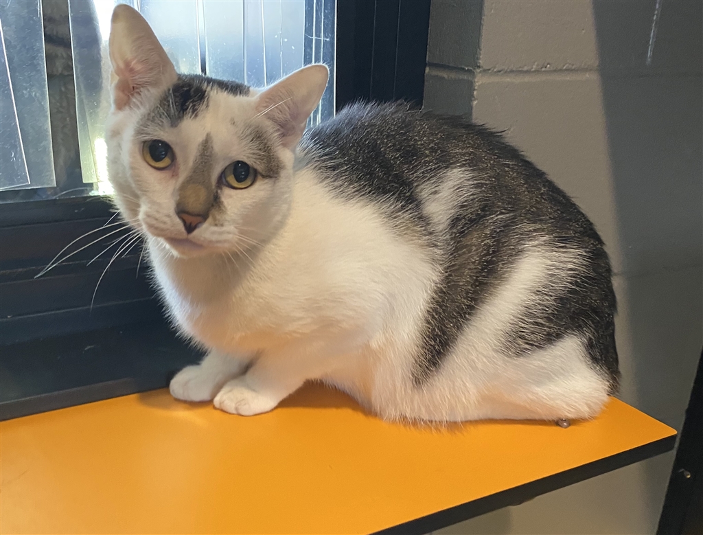 Skitty - Male Domestic Short Hair Mix Cat in QLD - PetRescue