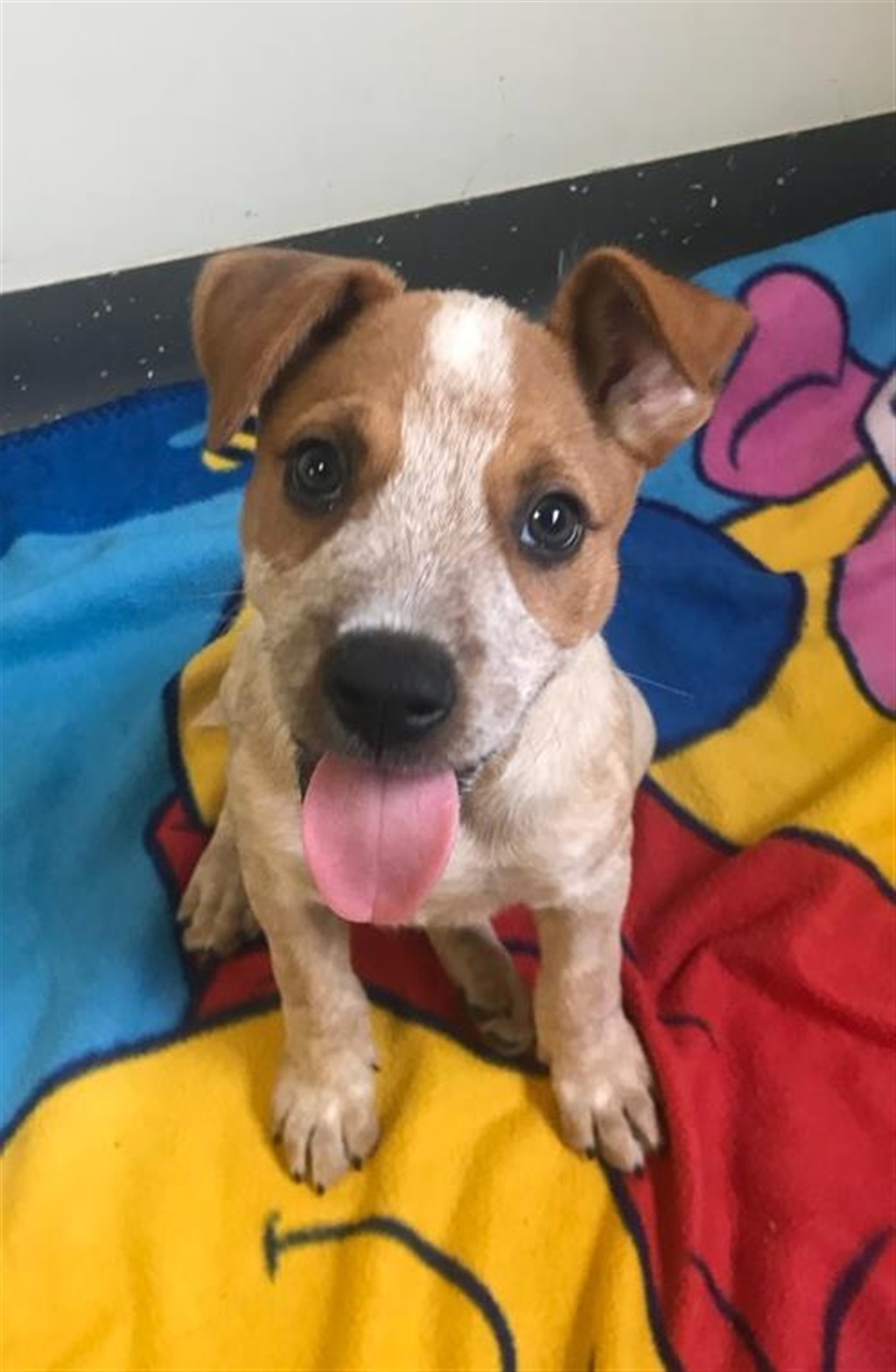 Bandit - Small Male Australian Stumpy Tail Cattle Dog x English Mastiff ...