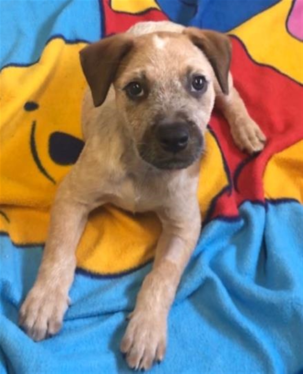 Hugo - Small Male Australian Stumpy Tail Cattle Dog x English Mastiff ...