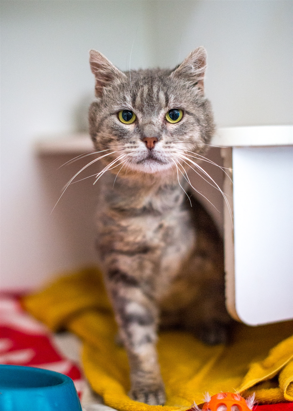 Stumpy - Male Domestic Medium Hair Mix Cat in NSW - PetRescue