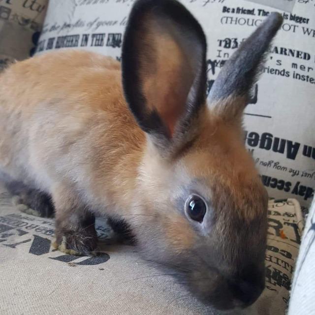 Rue - Female Dwarf Rabbit in WA - PetRescue