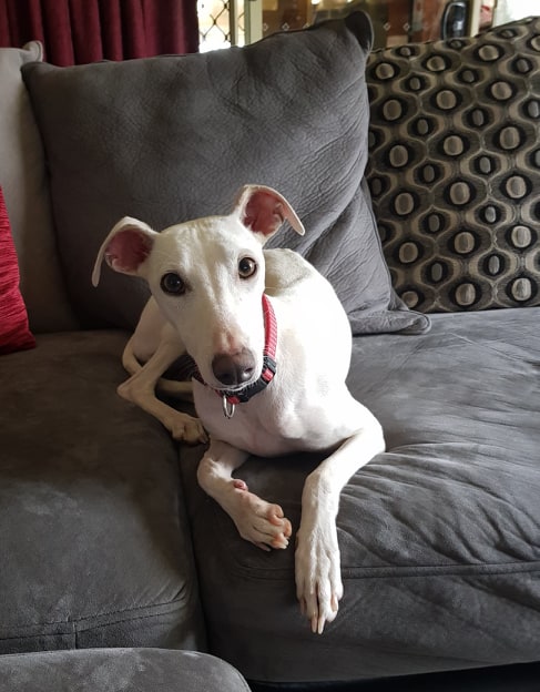 Marlee - Medium Female Whippet Dog in VIC - PetRescue