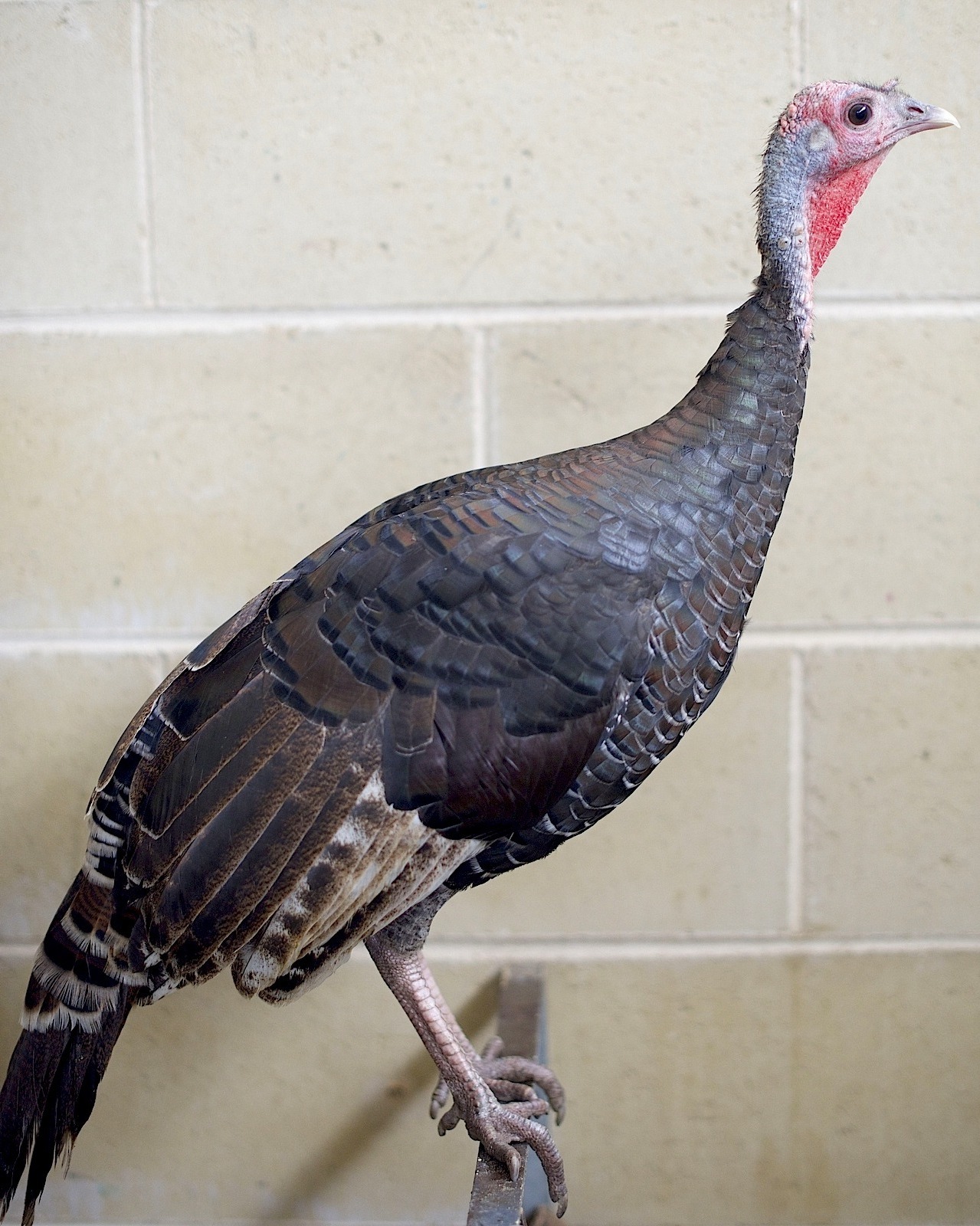 Sass - Female Turkey in NSW - PetRescue
