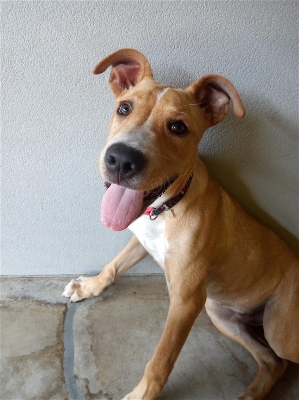Sherlock - Large Male Bull Arab x Labrador Retriever Mix Dog in QLD ...