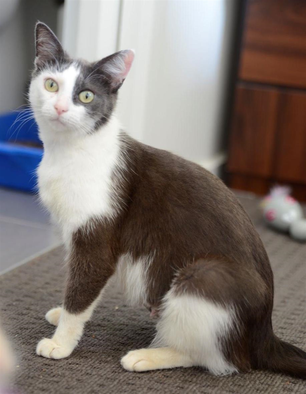 Mykah - Female Dsh Mix Cat in VIC - PetRescue