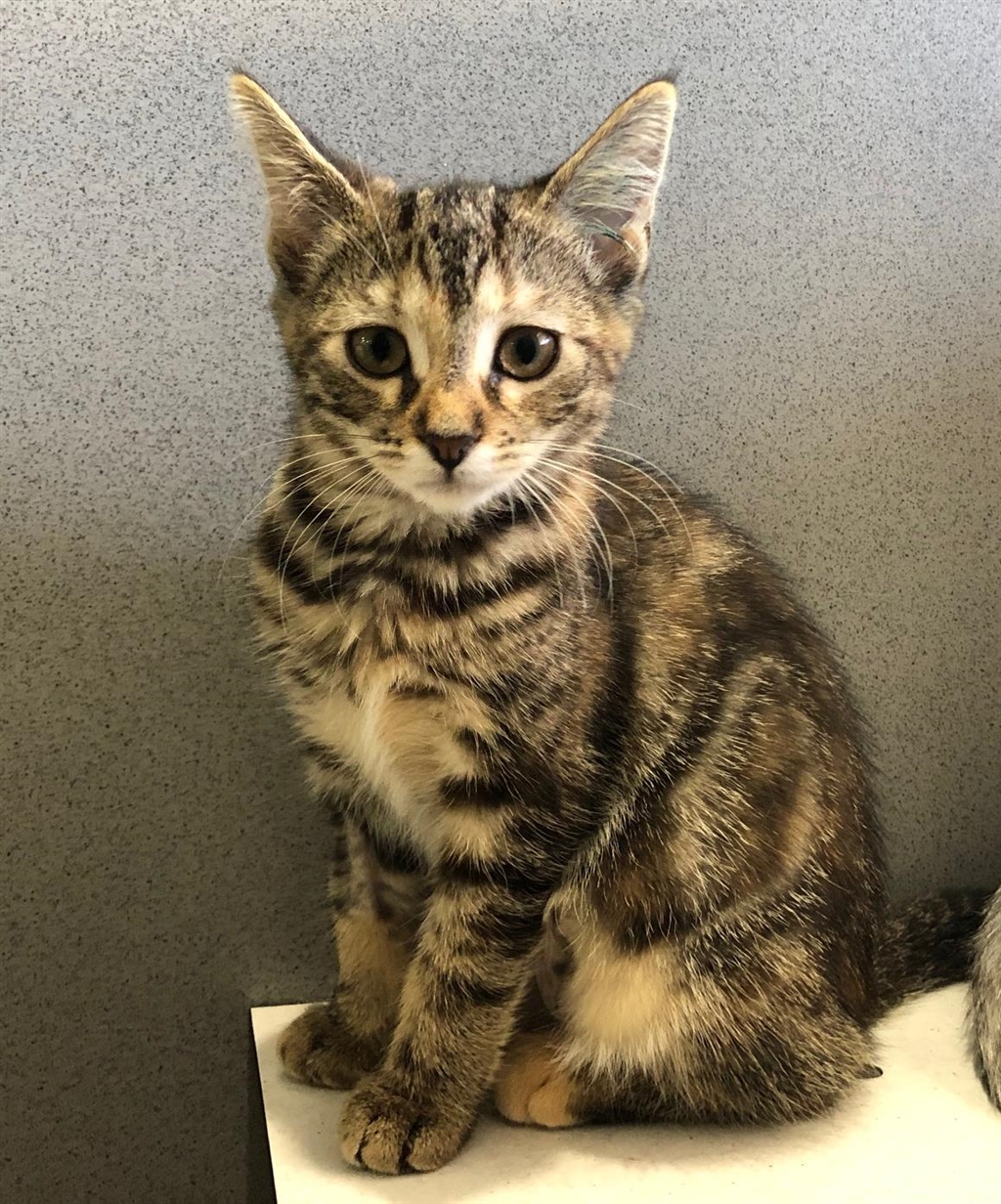 Melia - Female Domestic Short Hair Mix Cat in QLD - PetRescue