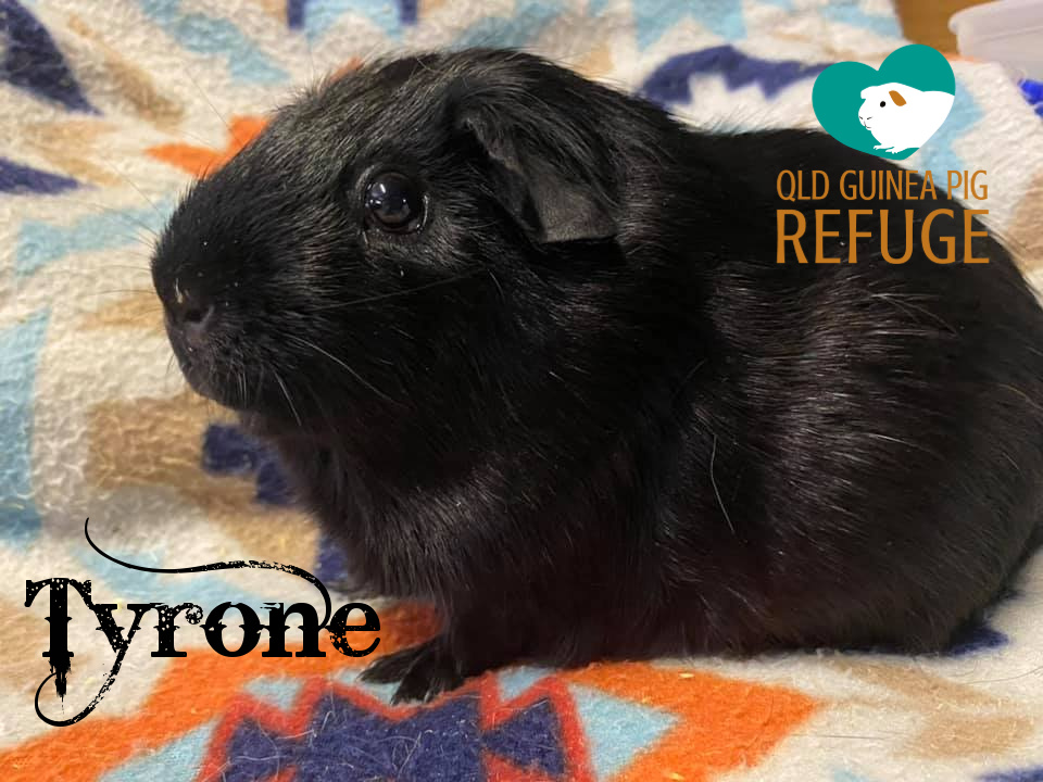 Tyrone - Male Short-hair Smooth Hair Guinea Pig in QLD - PetRescue