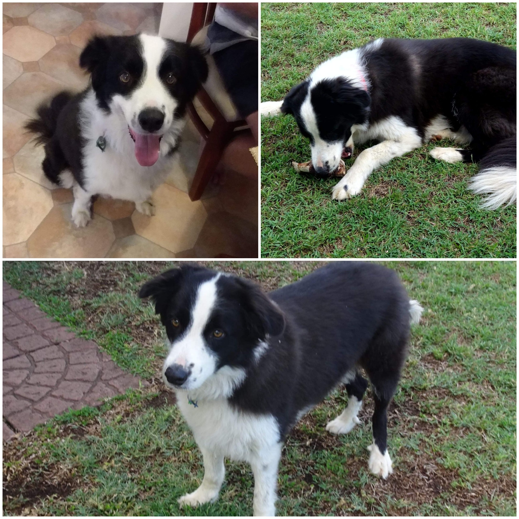 Clancy - Large Male Border Collie Dog in QLD - PetRescue