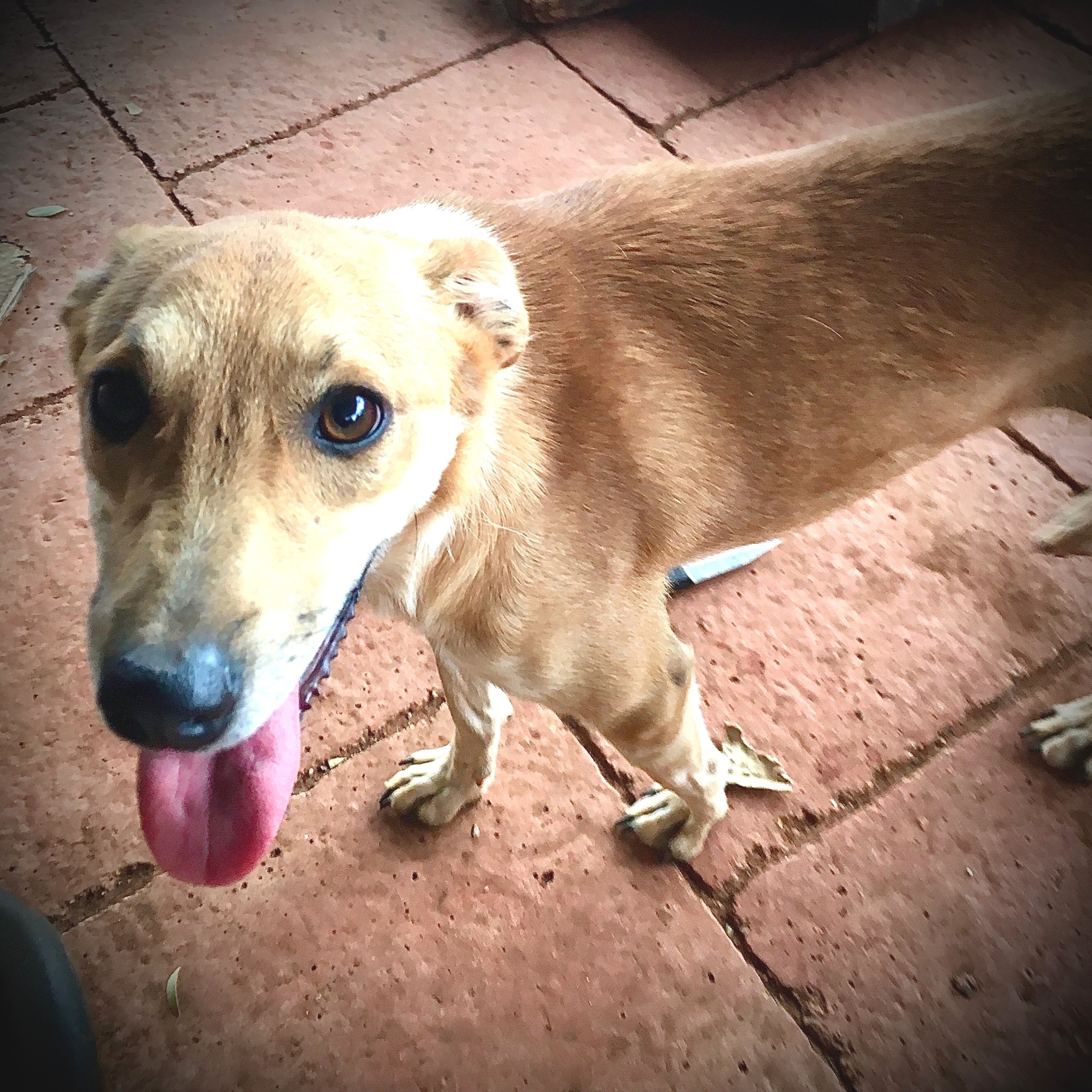 Bobby - Small Male Mixed Dog in VIC - PetRescue