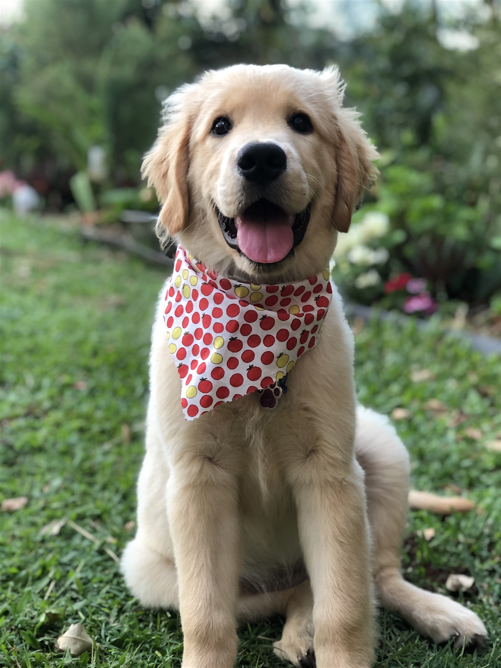 Matilda - Medium Female Golden Retriever Mix Dog in QLD - PetRescue