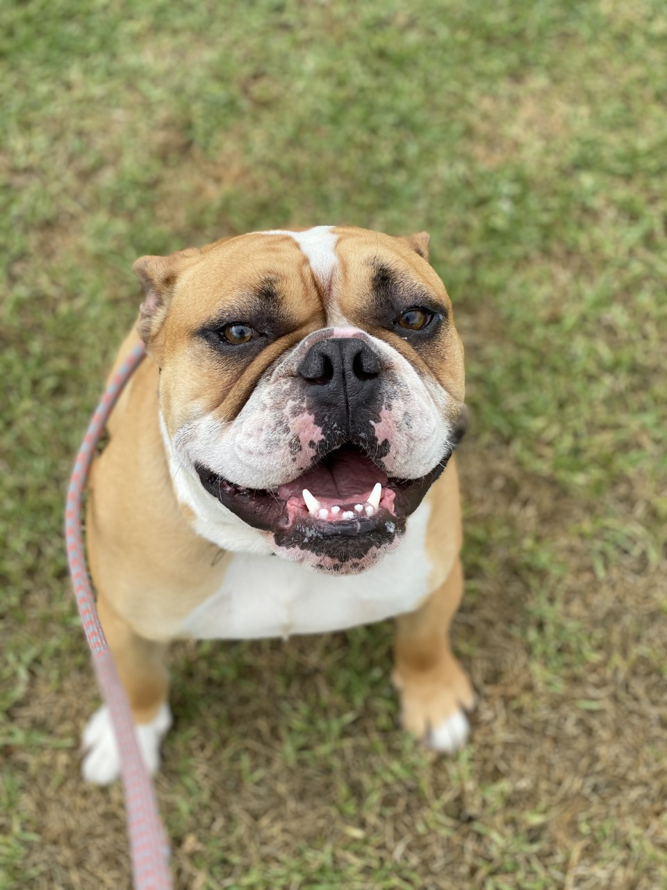 Gus - Medium Male Australian Bulldog Dog in VIC - PetRescue