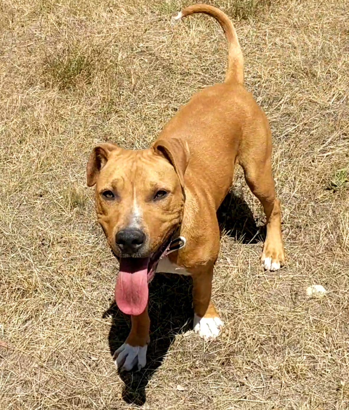 Spencer - Large Male Amstaff Mix Dog in VIC - PetRescue