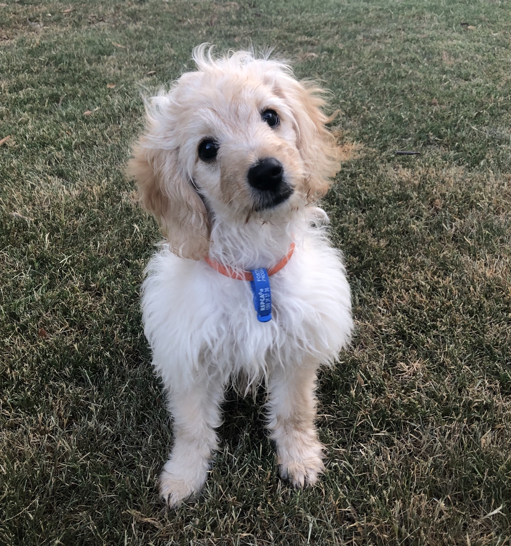 Sunny - Small Female Cocker Spaniel, American x Poodle Miniature Mix ...