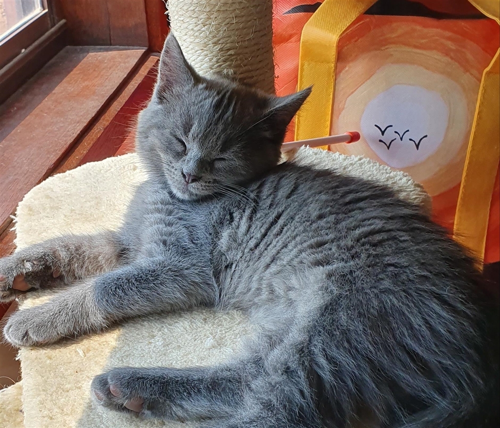 Bloo - Female Domestic Medium Hair Cat in ACT - PetRescue