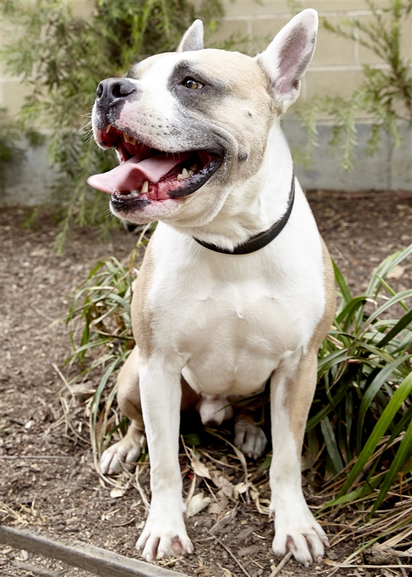 Lucky - Medium Male American Staffordshire Terrier Mix Dog in NSW ...