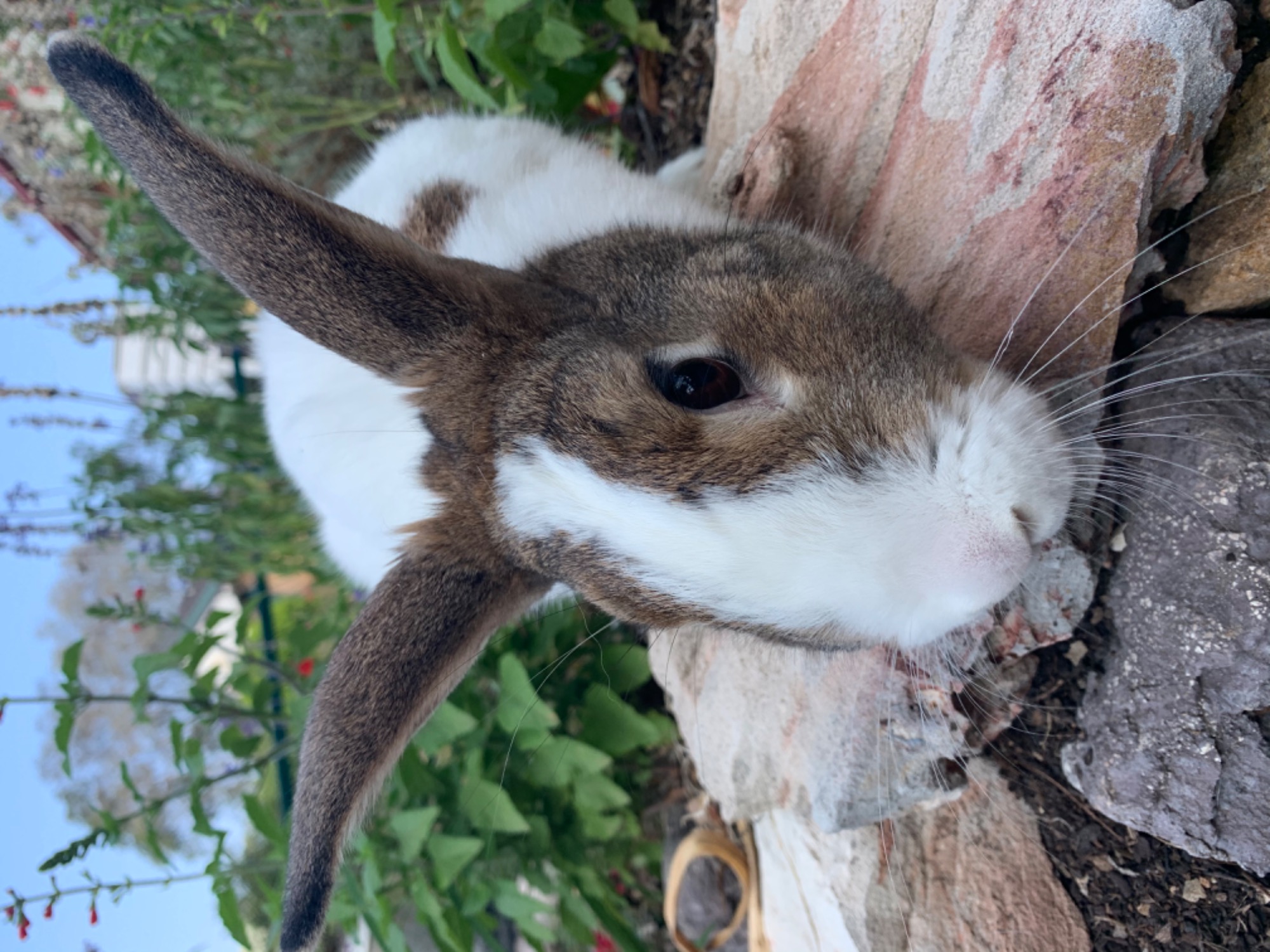 Oatmeal - Female Flemish Giant Rabbit in NSW - PetRescue